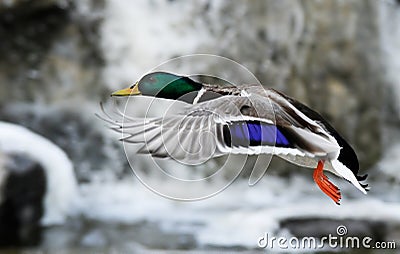 Flying Duck Stock Photography - Image: 4433132