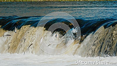 Flying Fish in Kuldiga Waterfall on the Rapids of Venta Stock Footage ...