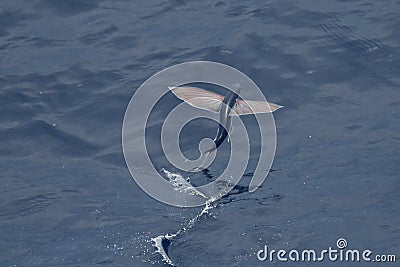 Flying Fish Species Royalty-Free Stock Image | CartoonDealer.com #205098016