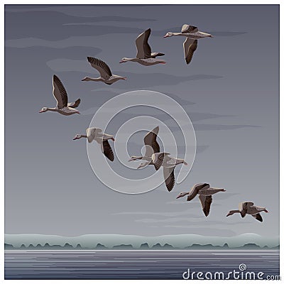 A Flying Flock Of Ducks Vector Illustration | CartoonDealer.com #197911636