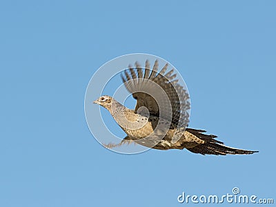 Flying Hen Pheasant Stock Photo - Image: 42766450