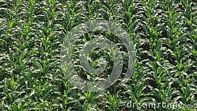 Flying Over Corn Field, Corn Field Top View, Corn Growing, Farming ...