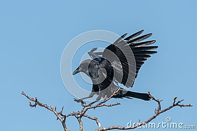 4,601 Flying Raven Photos - Free & Royalty-Free Stock Photos from ...