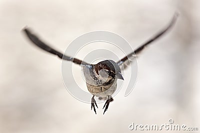 Flying Sparrow Stock Photography - Image: 18839672