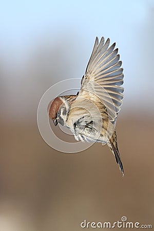 Flying Sparrow Stock Photo - Image: 61268072