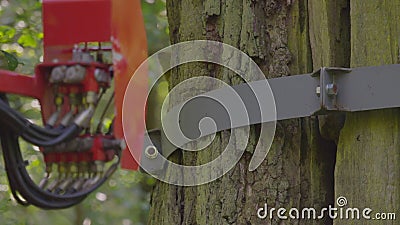 Trees Being Cut Near the Forest Stock Video - Video of flora, heat ...