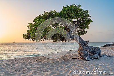 Fofoti Tree Overlooking A Caribbean Sunset On A Beach In Aruba Stock ...