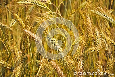 Fondo Della Pianta Del Grano Fotografia Stock - Immagine: 14728910