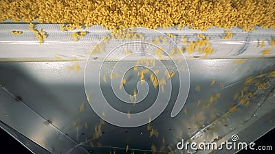 Food Processing Plant. Macaroni Production Process, Macaroni Falling ...