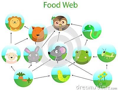 Food Web Stock Vector - Image: 72127111