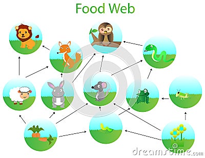 Food Web Vector Illustration | CartoonDealer.com #72127176