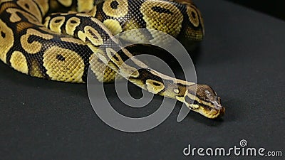 Ball Python, Head and Tongue Stock Footage - Video of skin, predator ...