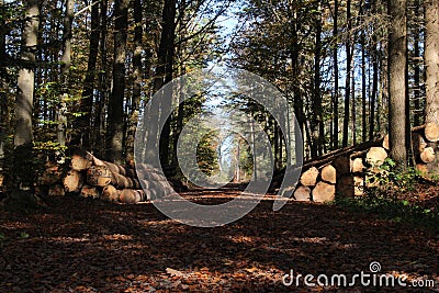 Footpath Covered With Leaves In The Forest Between Two Log Piles ...