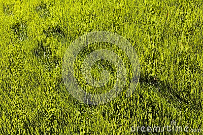 Footprints On The Grass Stock Illustration - Image: 72840145
