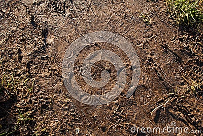 Footprints In Mud Royalty Free Stock Images - Image: 12535859