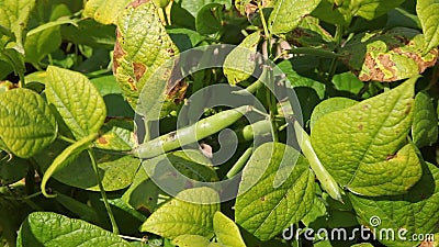Forage Legumes. Growing Legumes in the Field Stock Footage - Video of ...