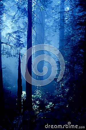 Forest Royalty Free Stock Images - Image: 27069