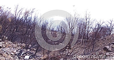 Forest Burned Down by a Forest Fire Stock Footage - Video of closeup ...