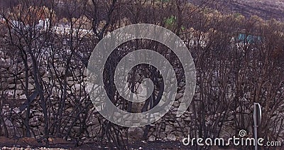 Forest Burned Down by a Forest Fire Stock Video - Video of ecology ...