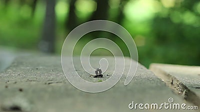 Forest Canker Worm stock footage. Video of rodent, puppet - 49512634