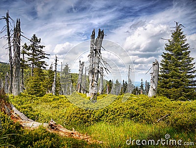 Forest Devastated National Park Stock Photo | CartoonDealer.com #82291416