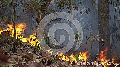 Forest Fire Disaster Burning Caused by Humans Stock Video - Video of ...