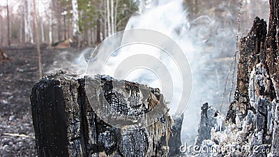 Forest after Fire.Smoking Burning Tree. Stock Video - Video of campfire ...