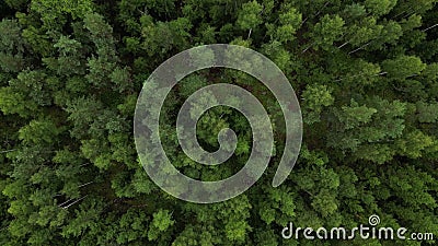 Forest Flyover, Top Down, Thick Forest Stock Video - Video of swedish ...