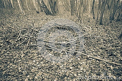 A Forest Lies A Mysterious Circle Of Branches, Which Looks Like A Cult ...