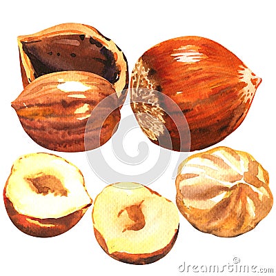 Forest Nuts Hazelnuts With Leaf, Whole And Half Object, Close-up ...