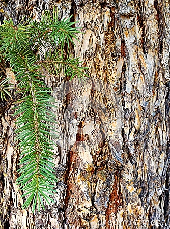 Forest Pine Tree Bark Background Stock Photo | CartoonDealer.com #155357370