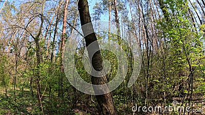 Forest with Pine Trees during the Day POV Stock Video - Video of ...