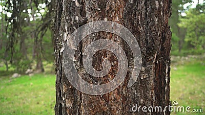 Forest with Pine Trees and Grass Filmed with Dolly Stock Footage ...