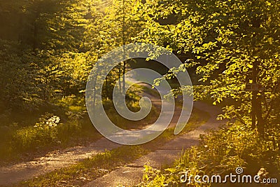 Nature Background Spring Mist Fog Forest Sunset Sunrise Morning Sun ...