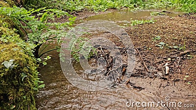 Forest Stream in the Forest. Water Flows on the Ground with Green ...
