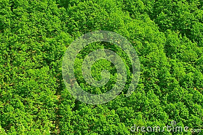 Forest Top View Royalty Free Stock Photo - Image: 14426325
