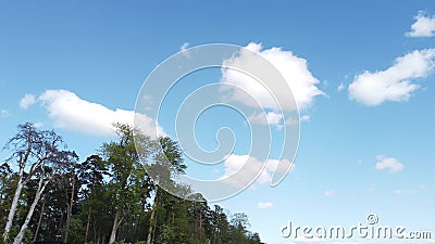 Forest Trees on a Windy Day. Wind Bends Branches with Green Leaves ...