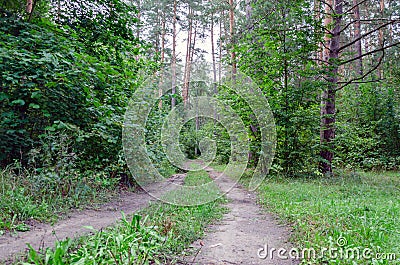In The Forest, Two Pedestrian Paths Merged Into One. Summer Landscape ...