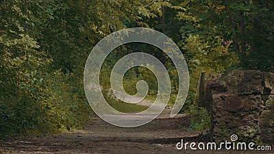 Establishing Shot of a Forest with Winding Path. Stock Video - Video of ...