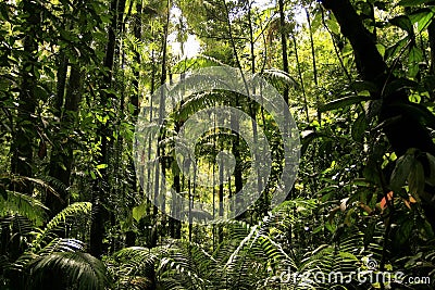 Foresta Pluviale Fotografia Stock - Immagine: 3149512