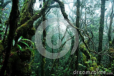 Foresta Pluviale Tropicale Fotografia Stock Libera da Diritti ...