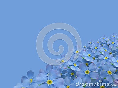 Forget Me Not Background Royalty-Free Stock Photography | CartoonDealer ...