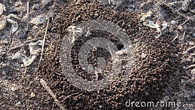 Formiche in un formicaio archivi video. Video di animale - 72436097