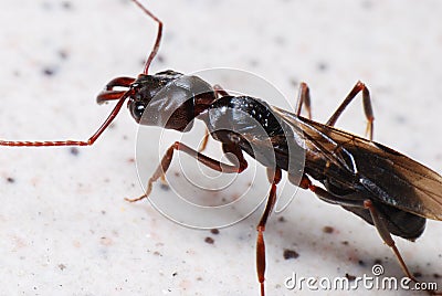 Formiga Voada Preta Grande Fotos de Stock Royalty Free - Imagem: 20638578