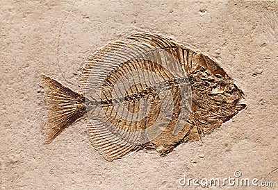 Ancient Mesozoic Age Fossil Fish in the Rock Stock Photo - Image of ...