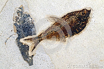 Ancient Mesozoic Age Fossil Fish in the Rock Stock Photo - Image of ...