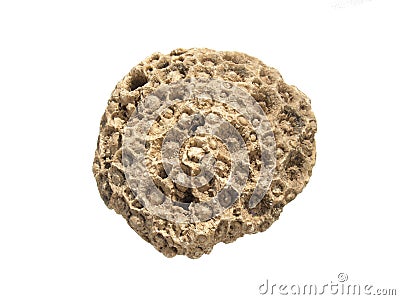 Fossil Coral Lithostrotionella Royalty Free Stock Image - Image: 13890766