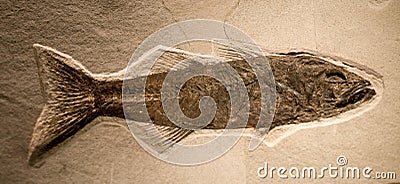 Ancient Mesozoic Age Fossil Fish in the Rock Stock Photo - Image of ...