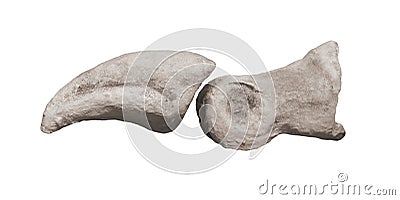 Fossil Toe Bones Of A Dinosaur Isolated. Stock Photos - Image: 23559493