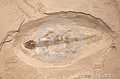 Fossils Of Amphibian In Rock Stock Photo | CartoonDealer.com #95641507